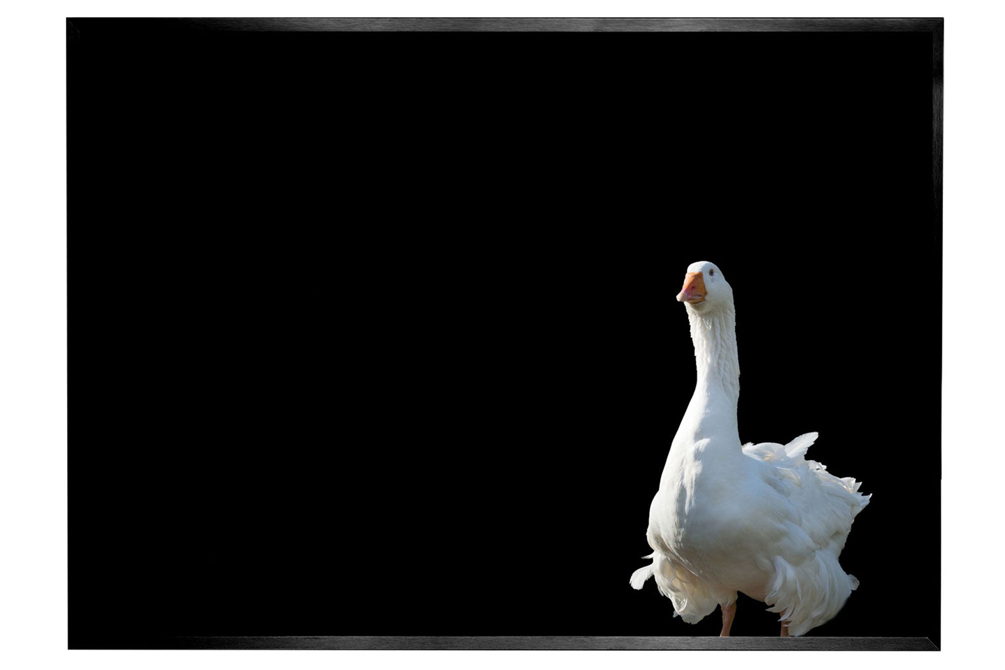 Ungarische Lockengans | Fotgrafie von Andrea Klick